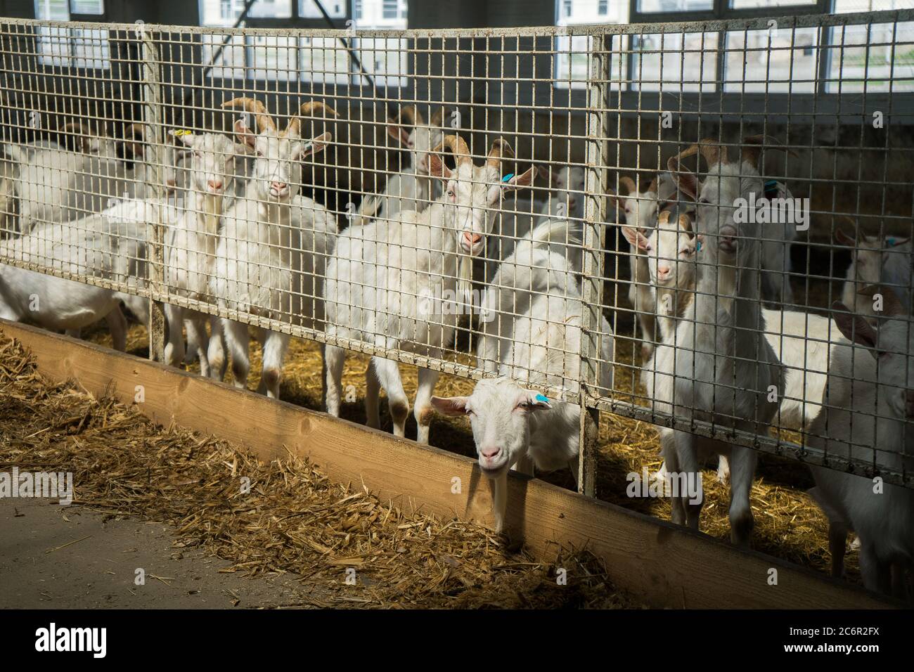 A lot of goats on a goat farm behind bars. Farm livestock of goat dairy ...
