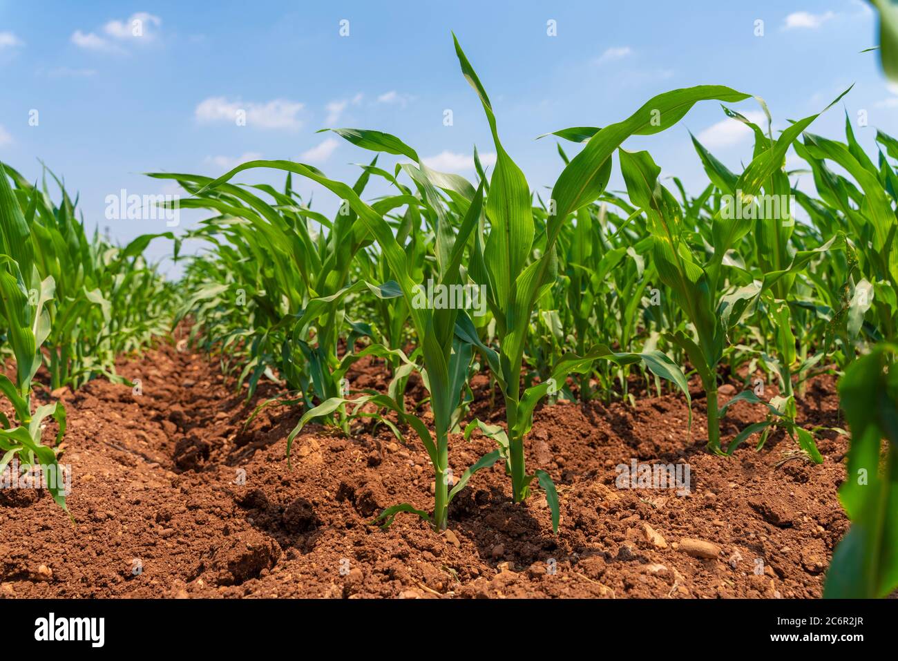 Young green corn plants on farmland - extreme low angle shot - worm's ...