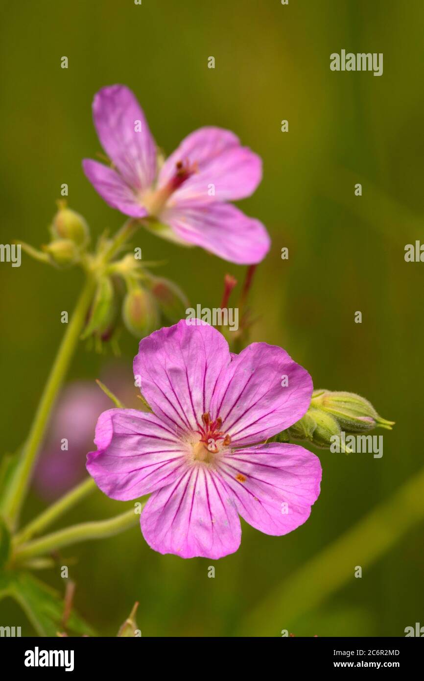 Forest geranium hi-res stock photography and images - Alamy
