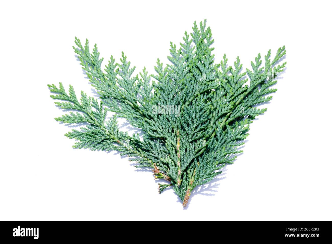 Cypress tree isolated hi-res stock photography and images - Alamy