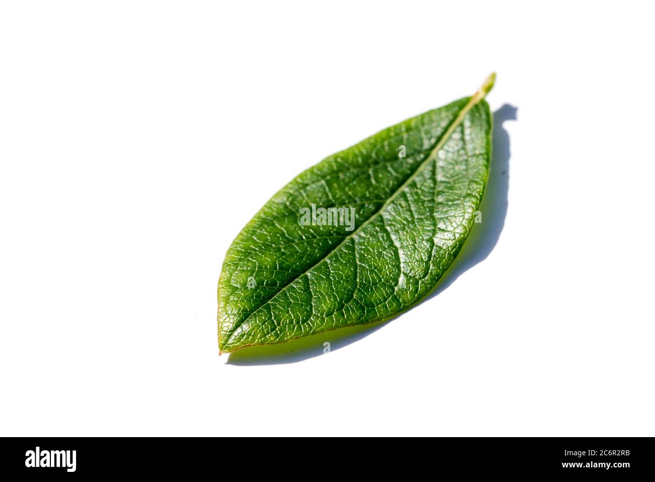Blueberry leaf isolated on white background Stock Photo - Alamy
