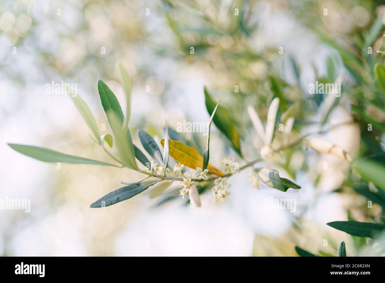 Close-up of the flowering branches of the olive tree Stock Photo - Alamy