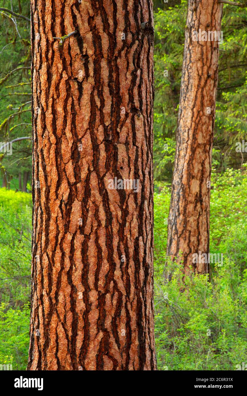 Ponderosa pine (Pinus ponderosa), Ukiah-Dale State Park, Oregon Stock ...