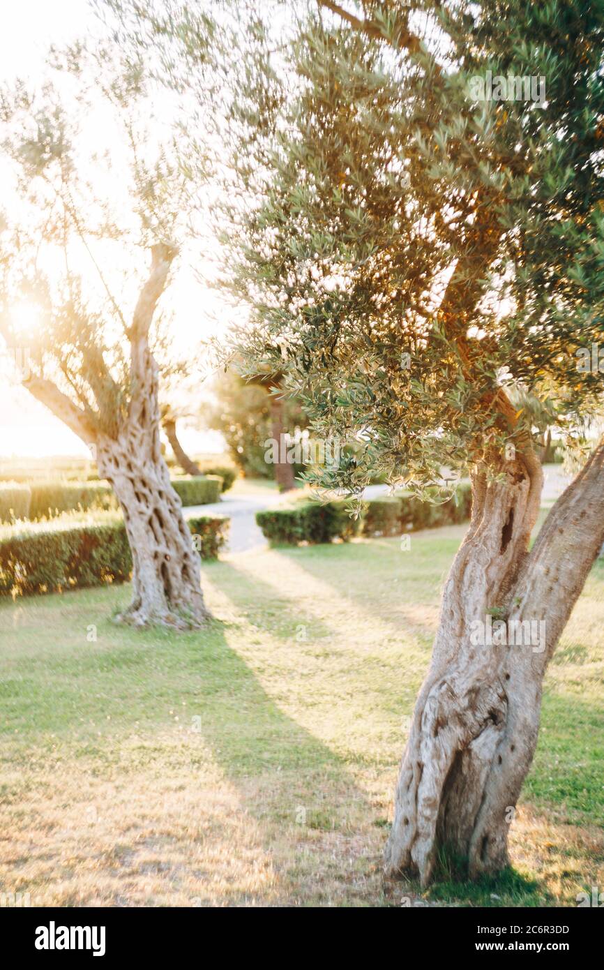 Olive tree branch lots hi-res stock photography and images - Alamy