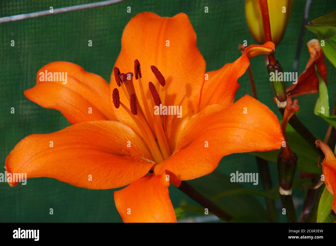 Beautiful flower hi-res stock photography and images - Alamy