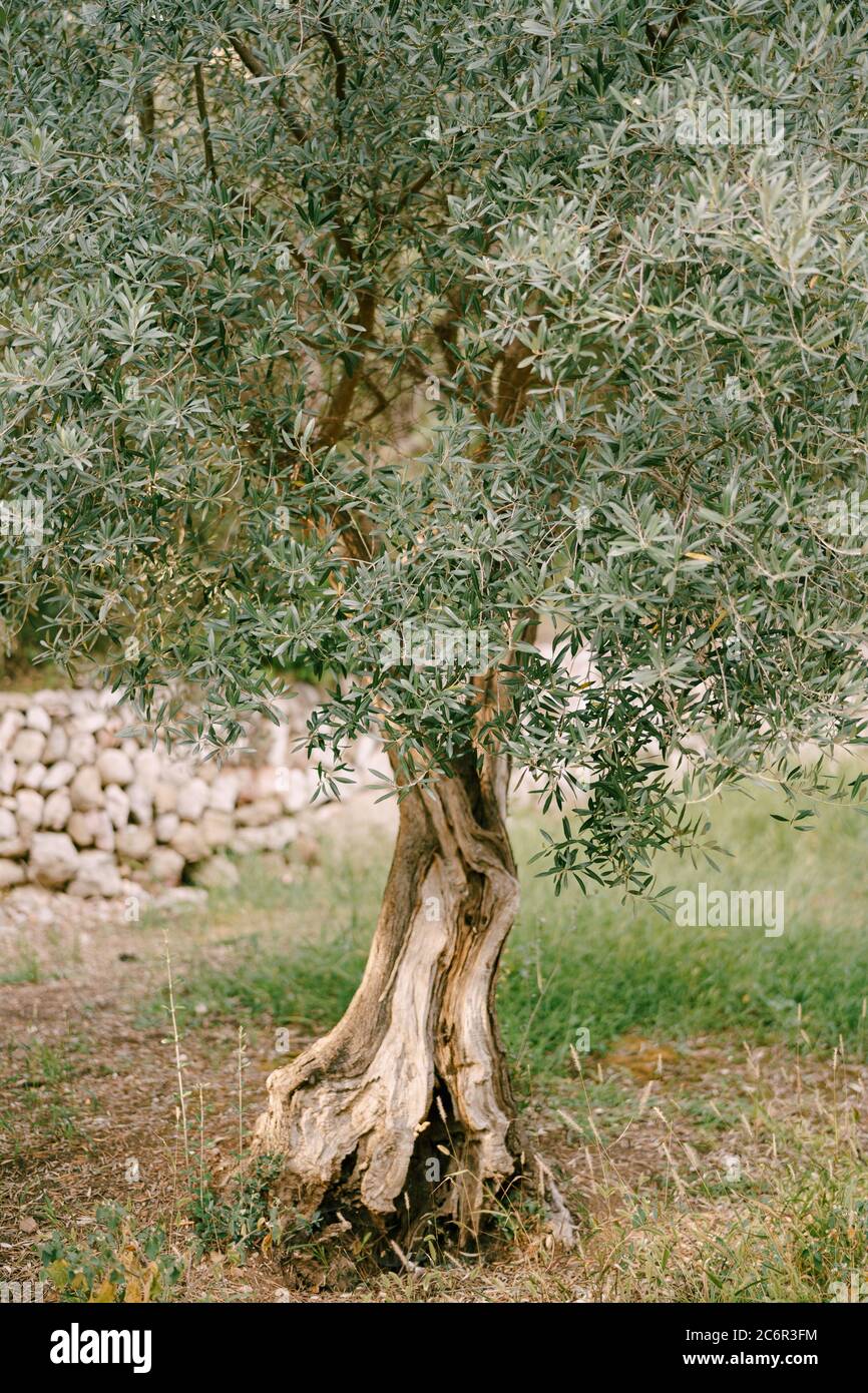 Fluffy olive tree in the forest, green leaves on tree branches Stock ...