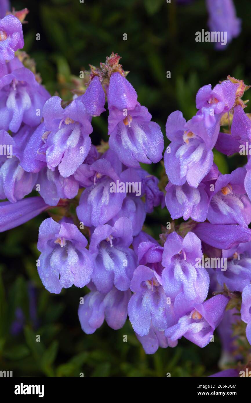 Penstemon, Umatilla National Forest, Oregon Stock Photo - Alamy
