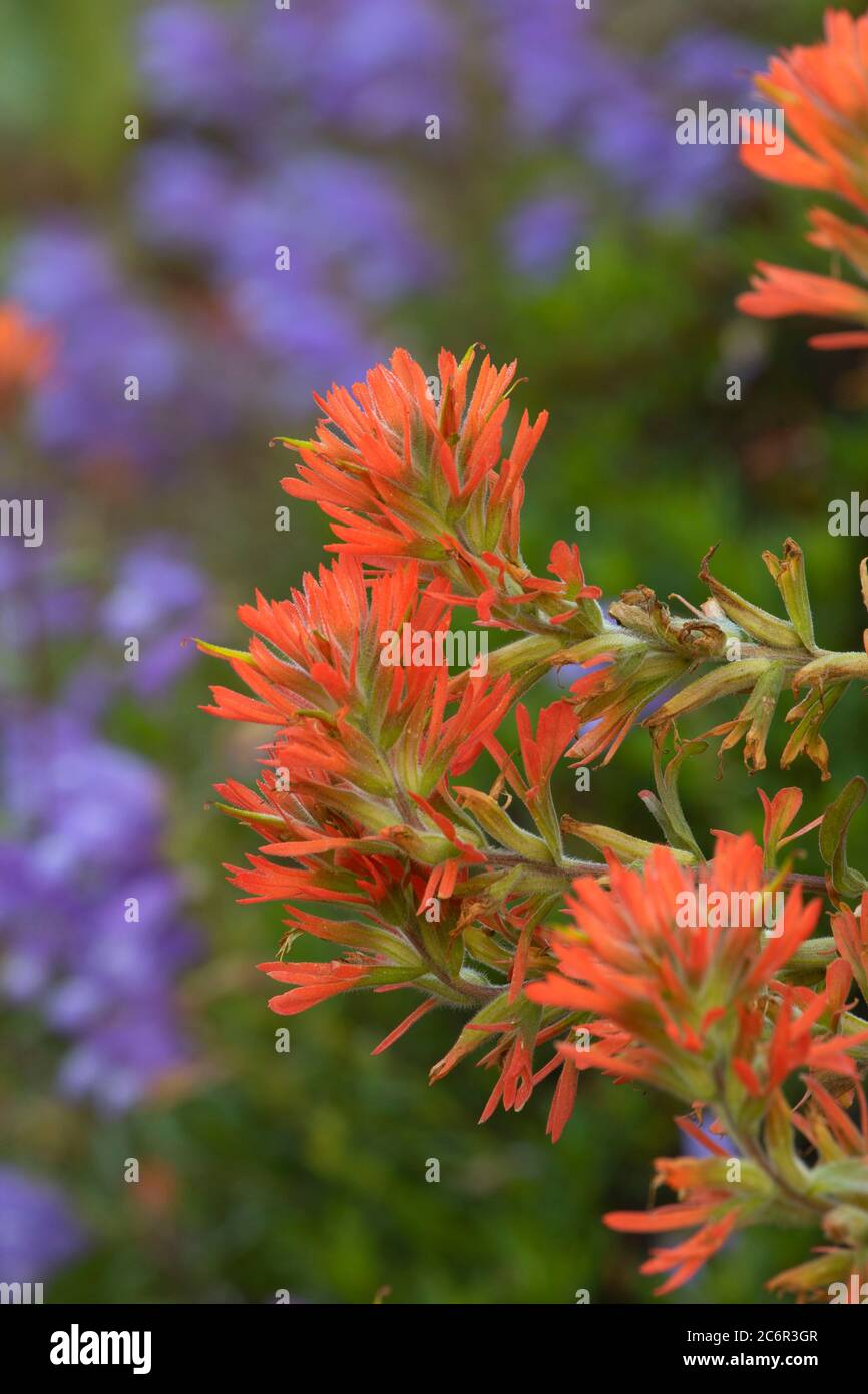 Indian paintbrush, Umatilla National Forest, Oregon Stock Photo - Alamy