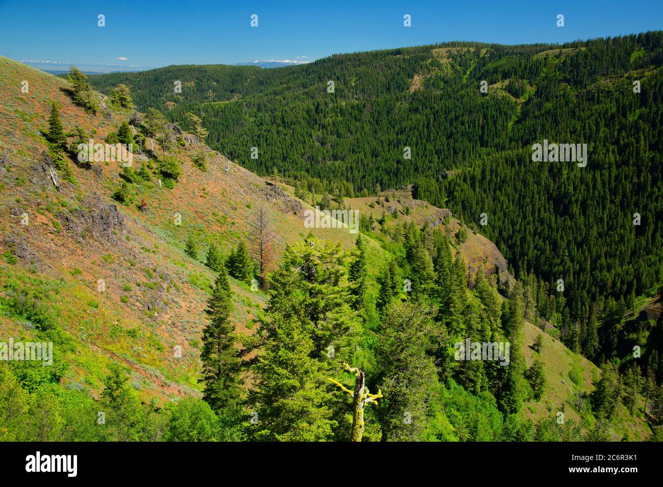 Lookingglass hi-res stock photography and images - Alamy