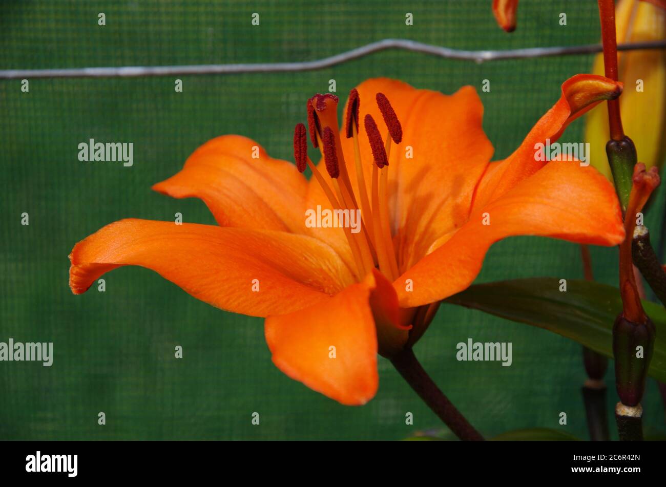 Macro photography of flower hi-res stock photography and images - Alamy