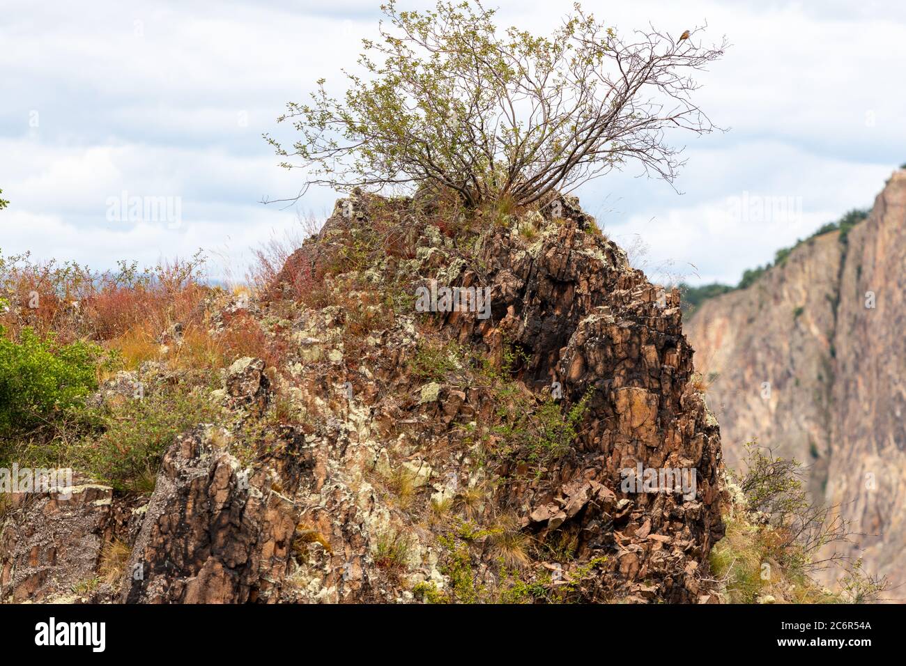 View at rock with sparse vegetation and bush growing on top Stock Photo ...