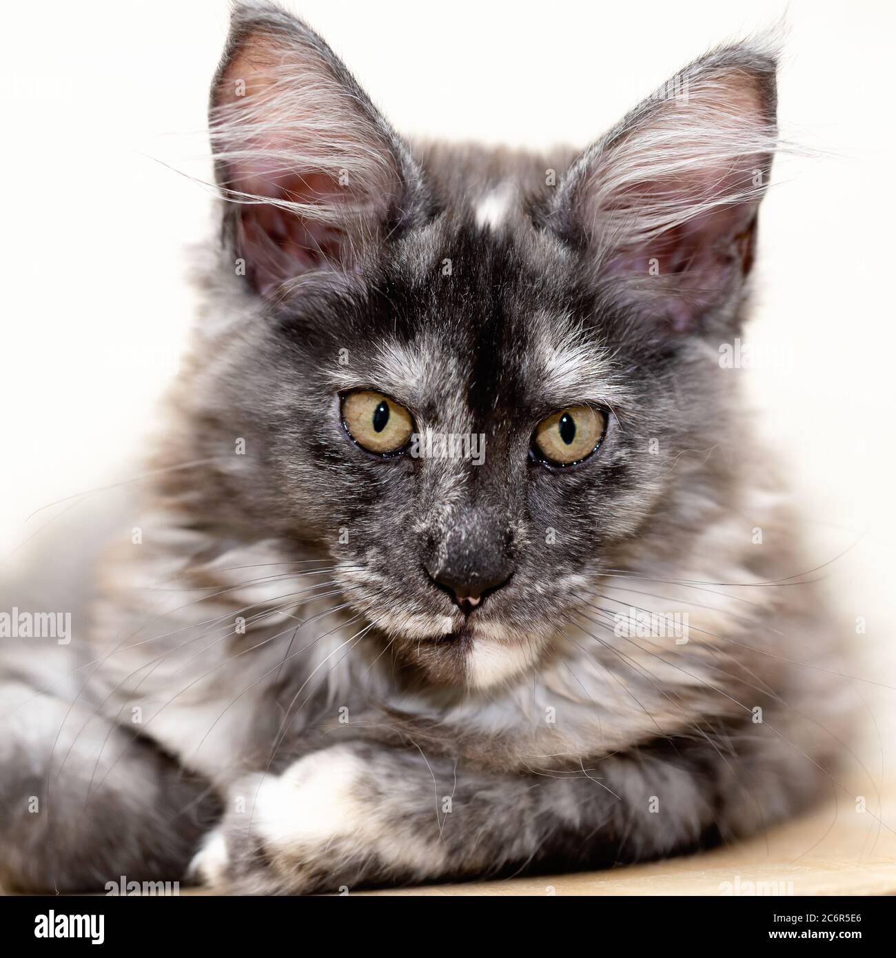 Portrait of a Maine Coon cat, muzzle large and harsh look Stock Photo ...