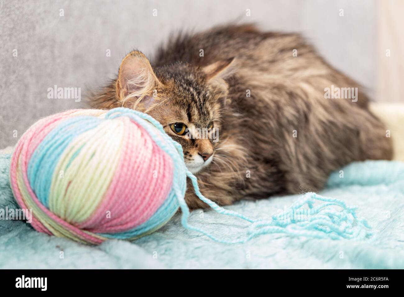 Breedless hi-res stock photography and images - Alamy