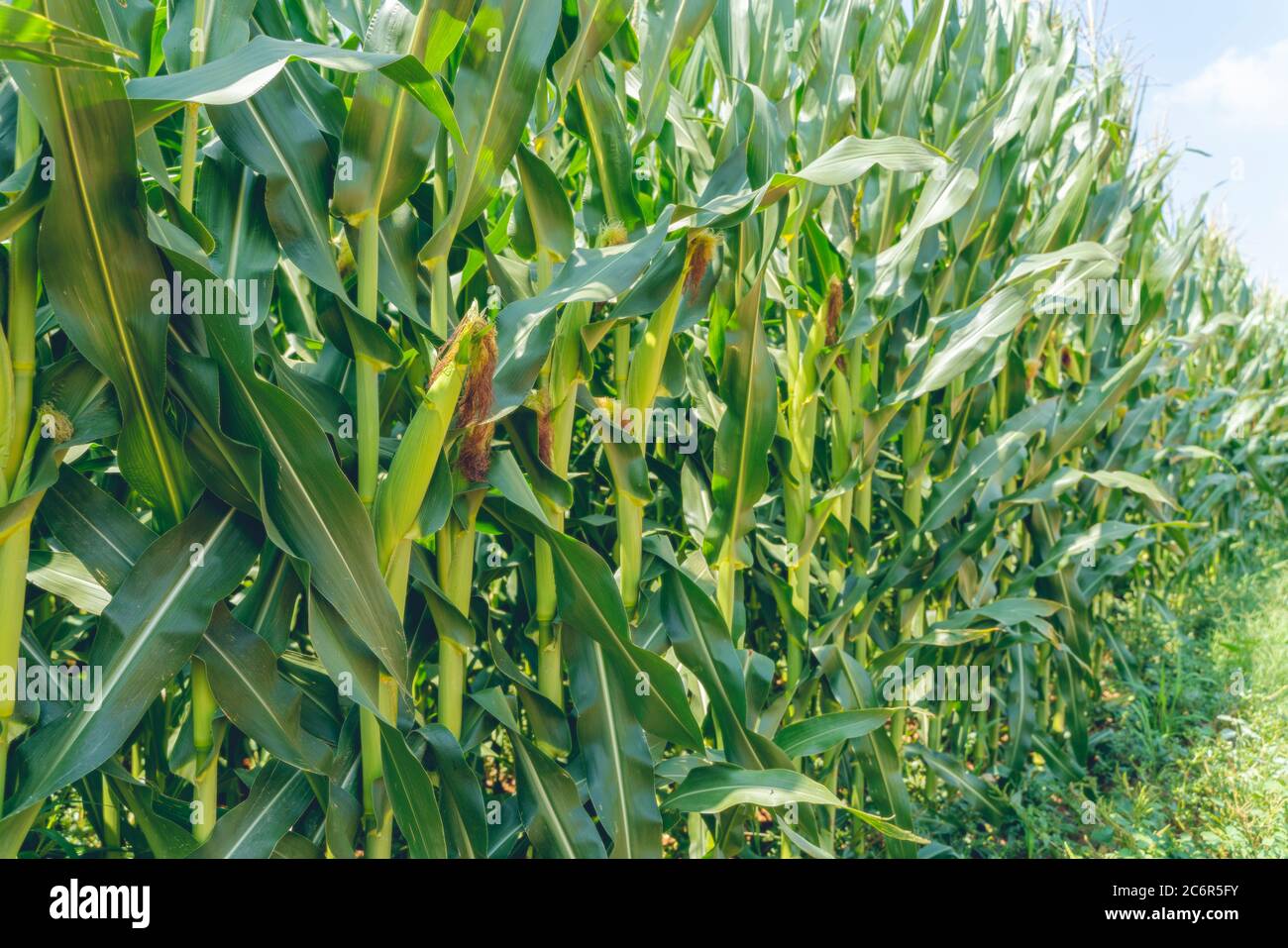 Unpicked High Resolution Stock Photography and Images - Alamy