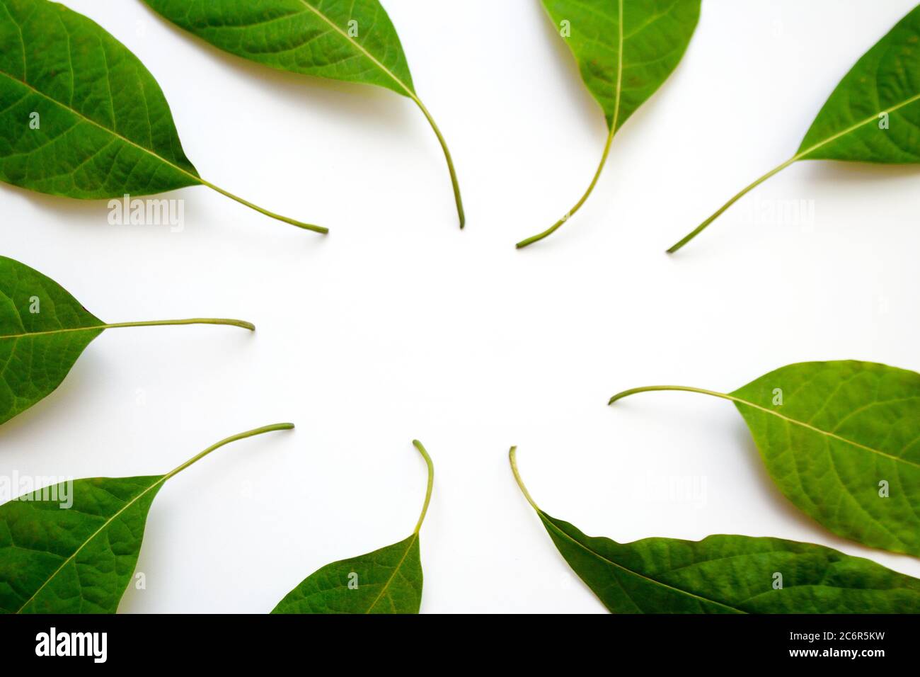 Green avocado tree leaves on white background from a high angle view ...