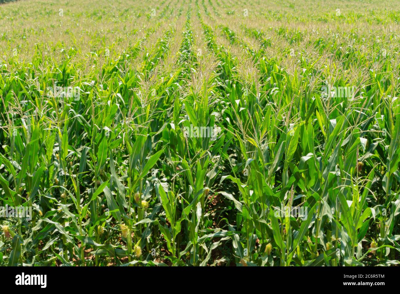 corn field have flowers crane view sun light in the morning Stock Photo ...