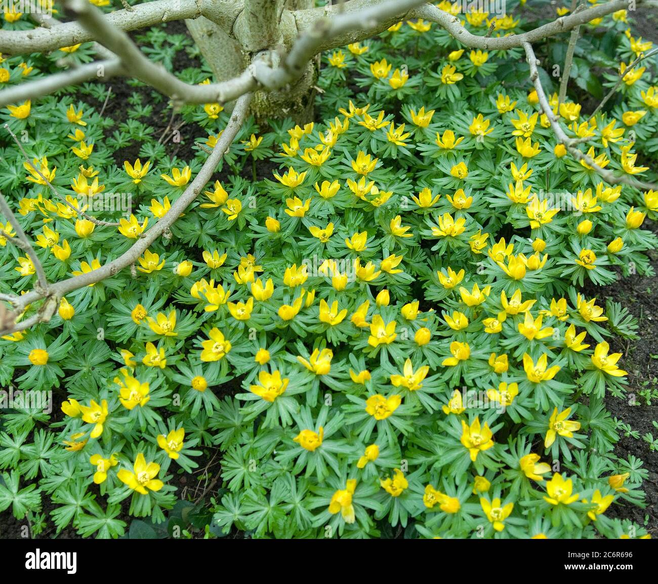 Winterling Eranthis hyemalis, Winterling Eranthis hyemalis Stock Photo ...