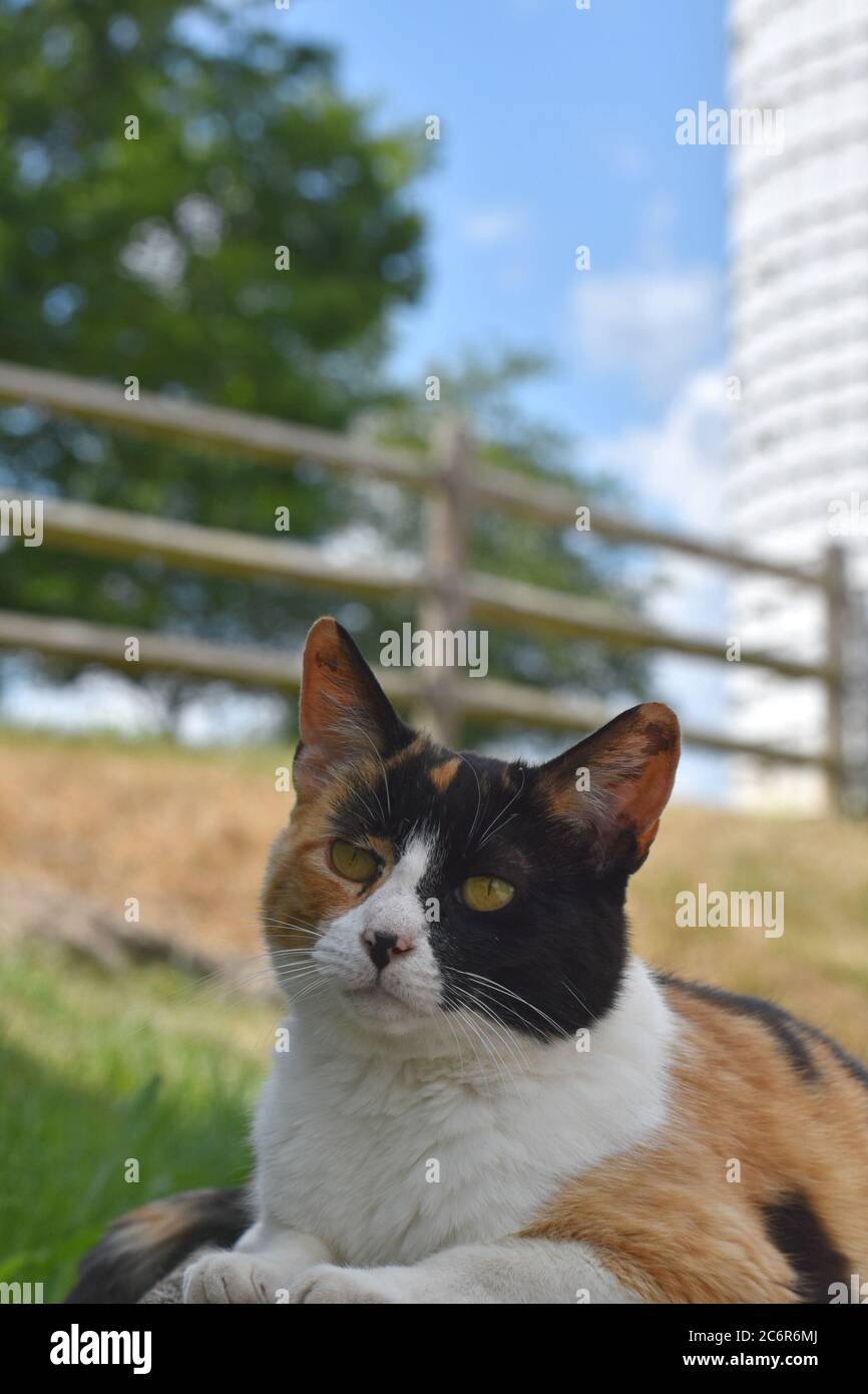 Calico Barn Cat Stock Photo - Alamy