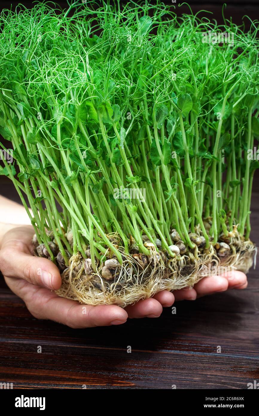 Woman hands holding microgreen pea sprouts. Vegan and healthy eating ...