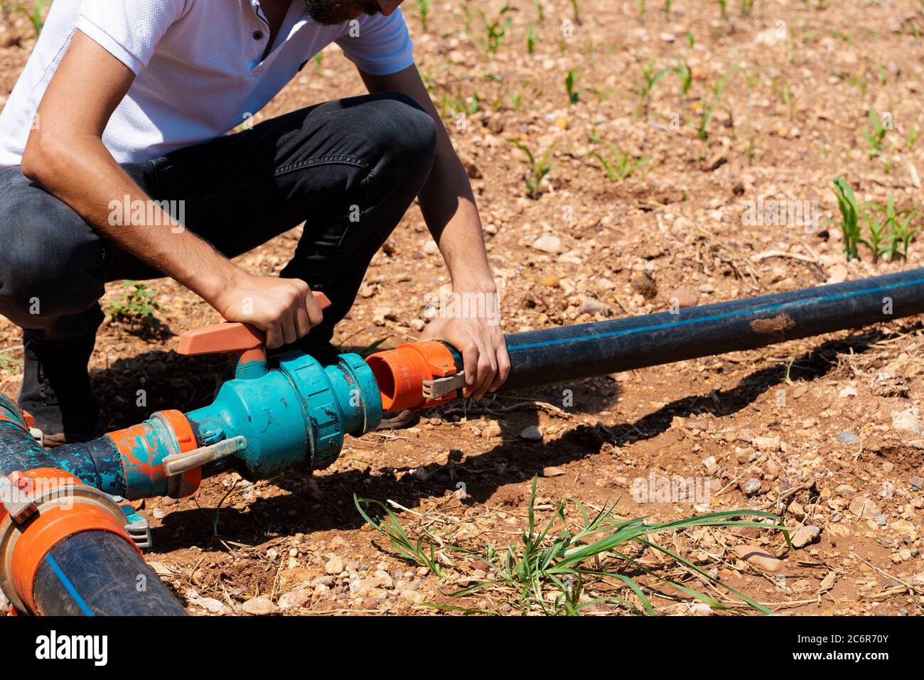 Irrigation system. Water saving irrigation system being used in a young ...