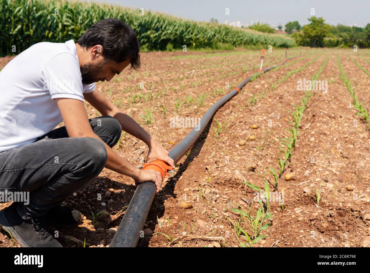 Irrigation system. Water saving irrigation system being used in a young ...