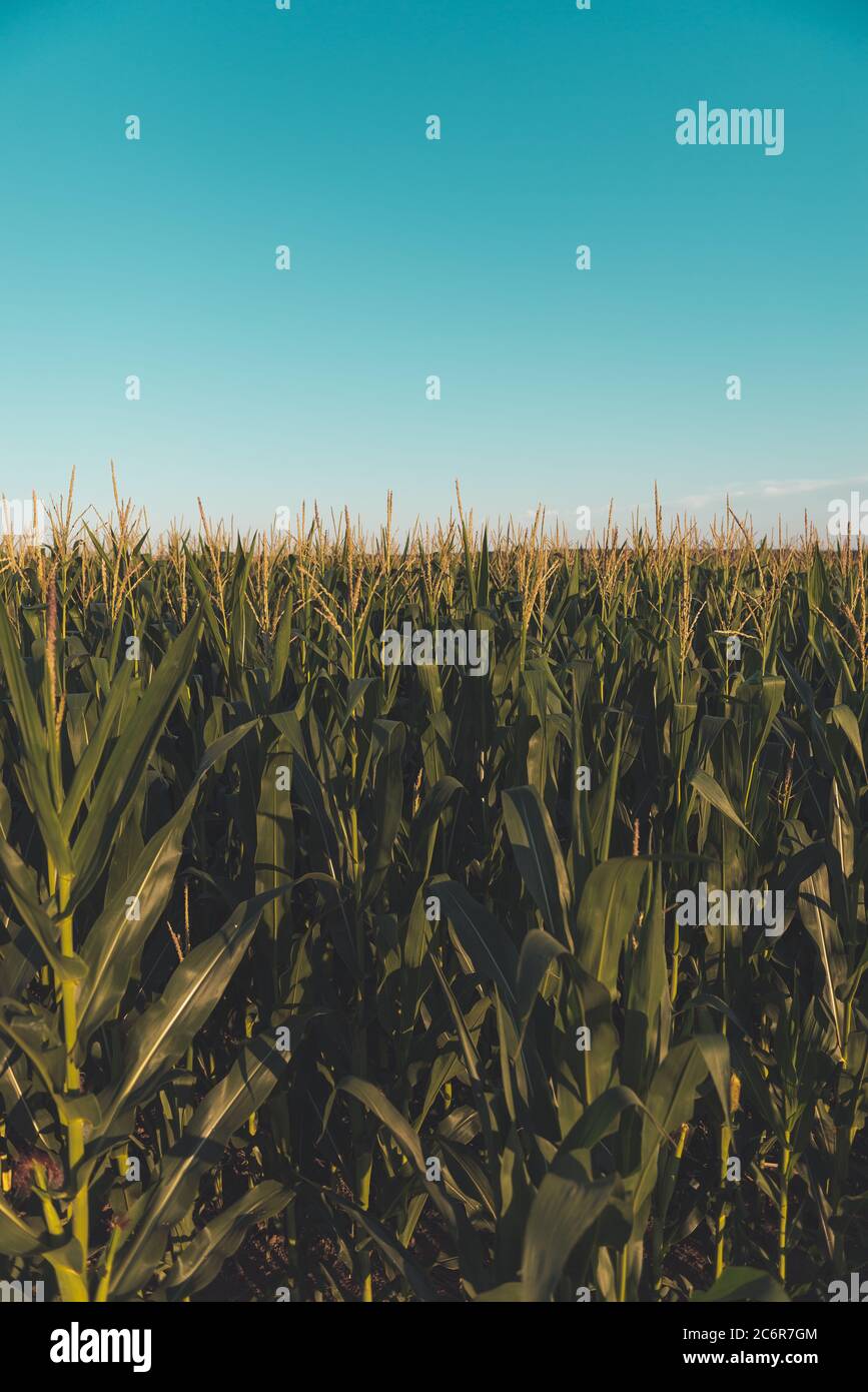 Corn field and sky vertical image Stock Photo - Alamy