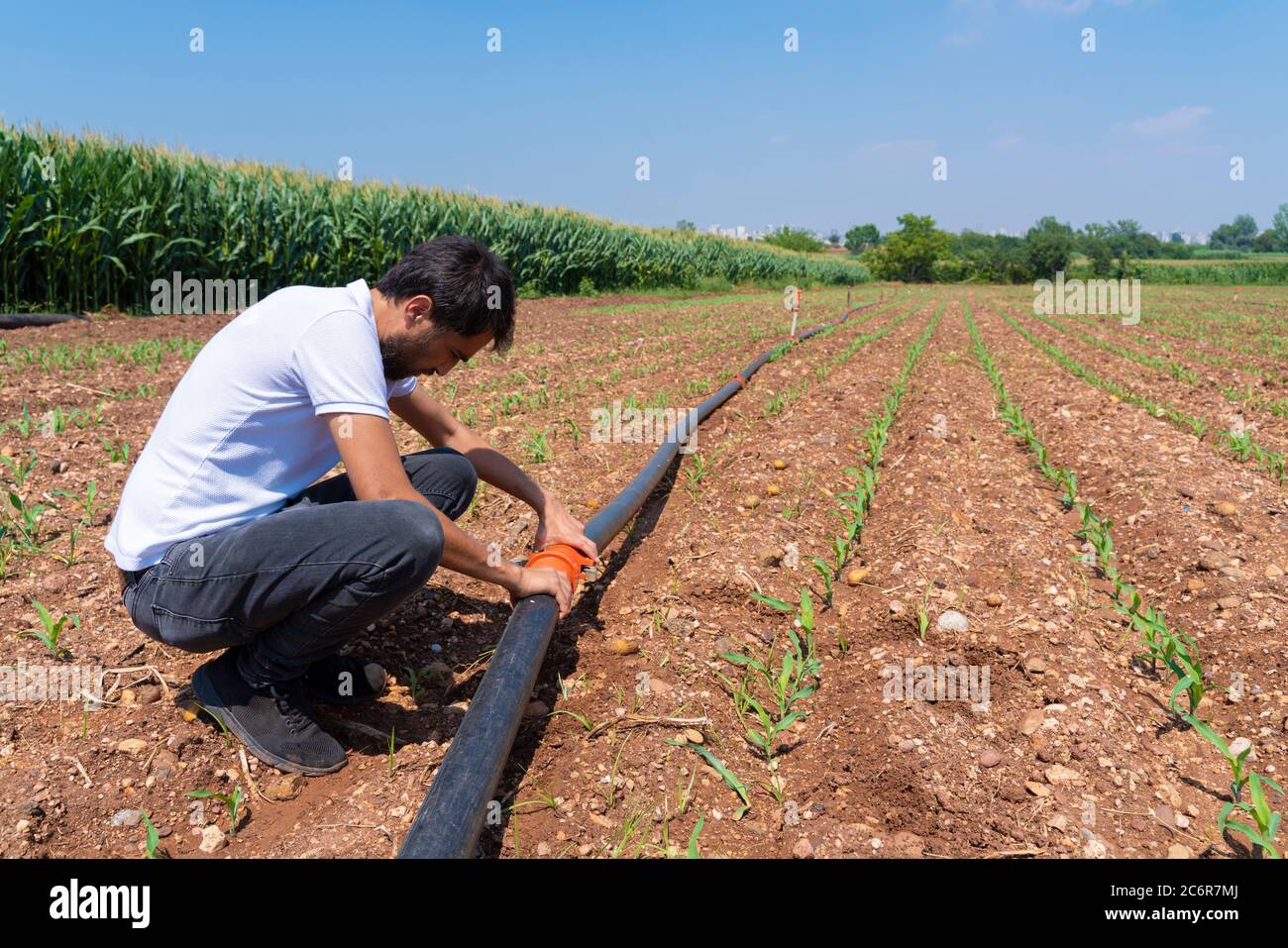Irrigation system. Water saving irrigation system being used in a young ...