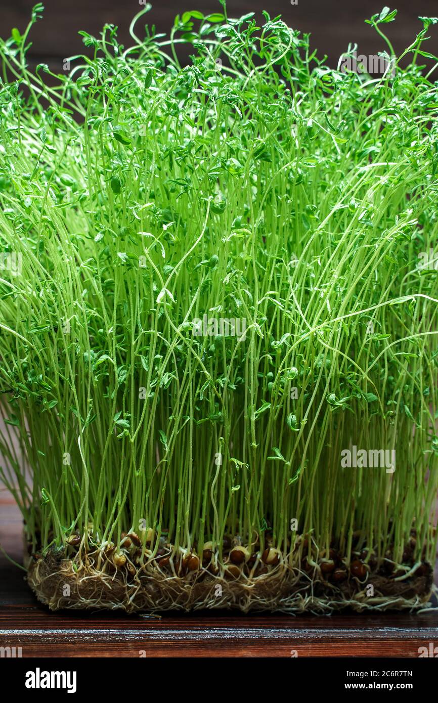 Clover sprouts on wood table background. Sprouted vegetable seeds for ...