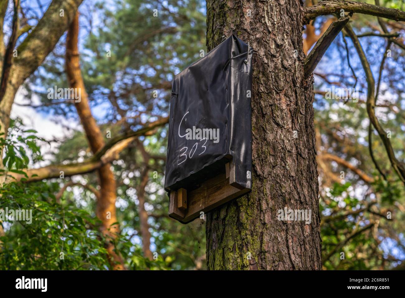 A flat wooden bat box mounted to a conifer tree in the small woodland ...