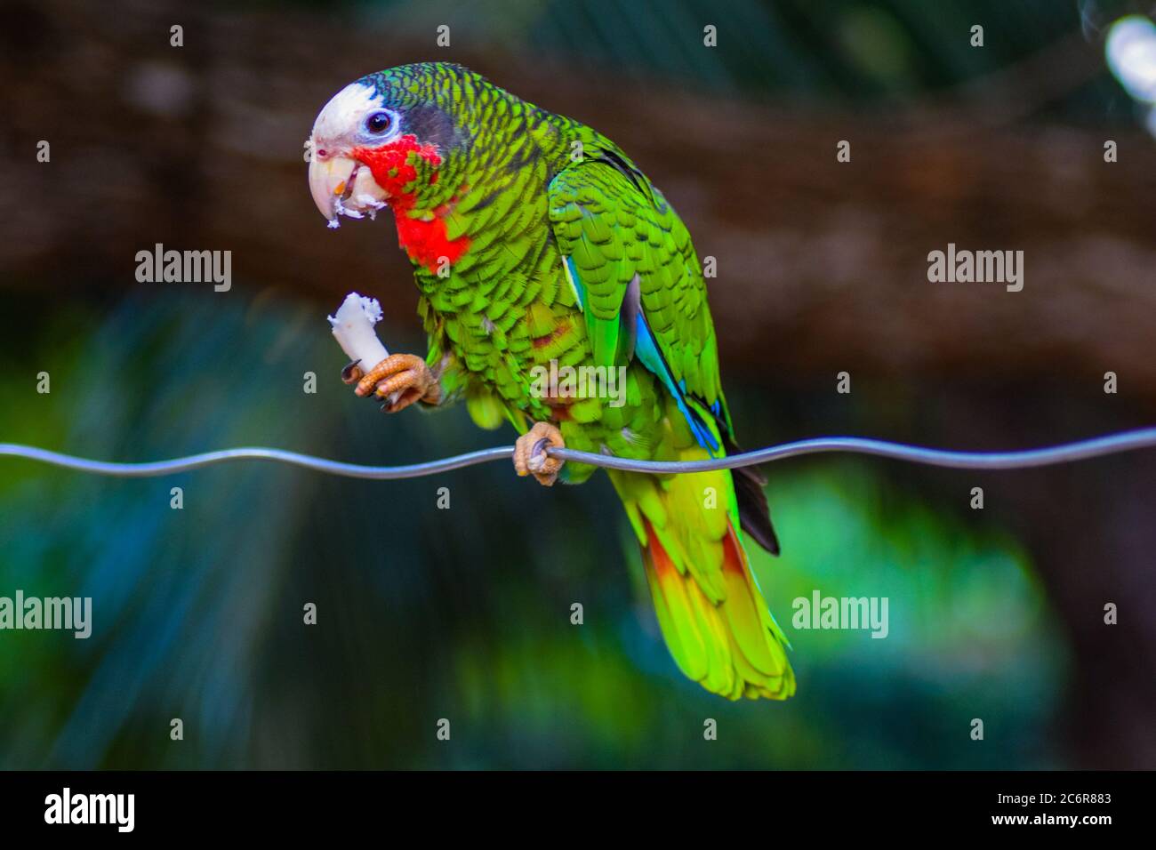 Cuban Amazon Parrot (Amazona leucocephala) sat on a washing line eating ...