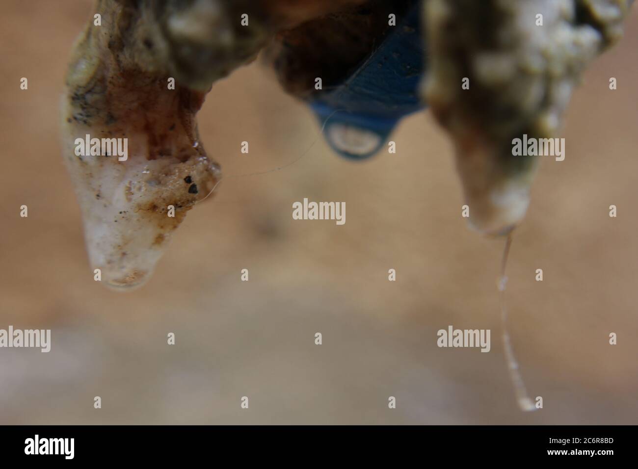 Very common watery backyard rocks and drippings Stock Photo - Alamy