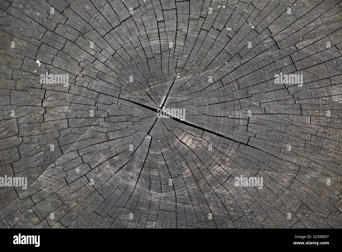 cross section of a large old tree. texture Stock Photo - Alamy