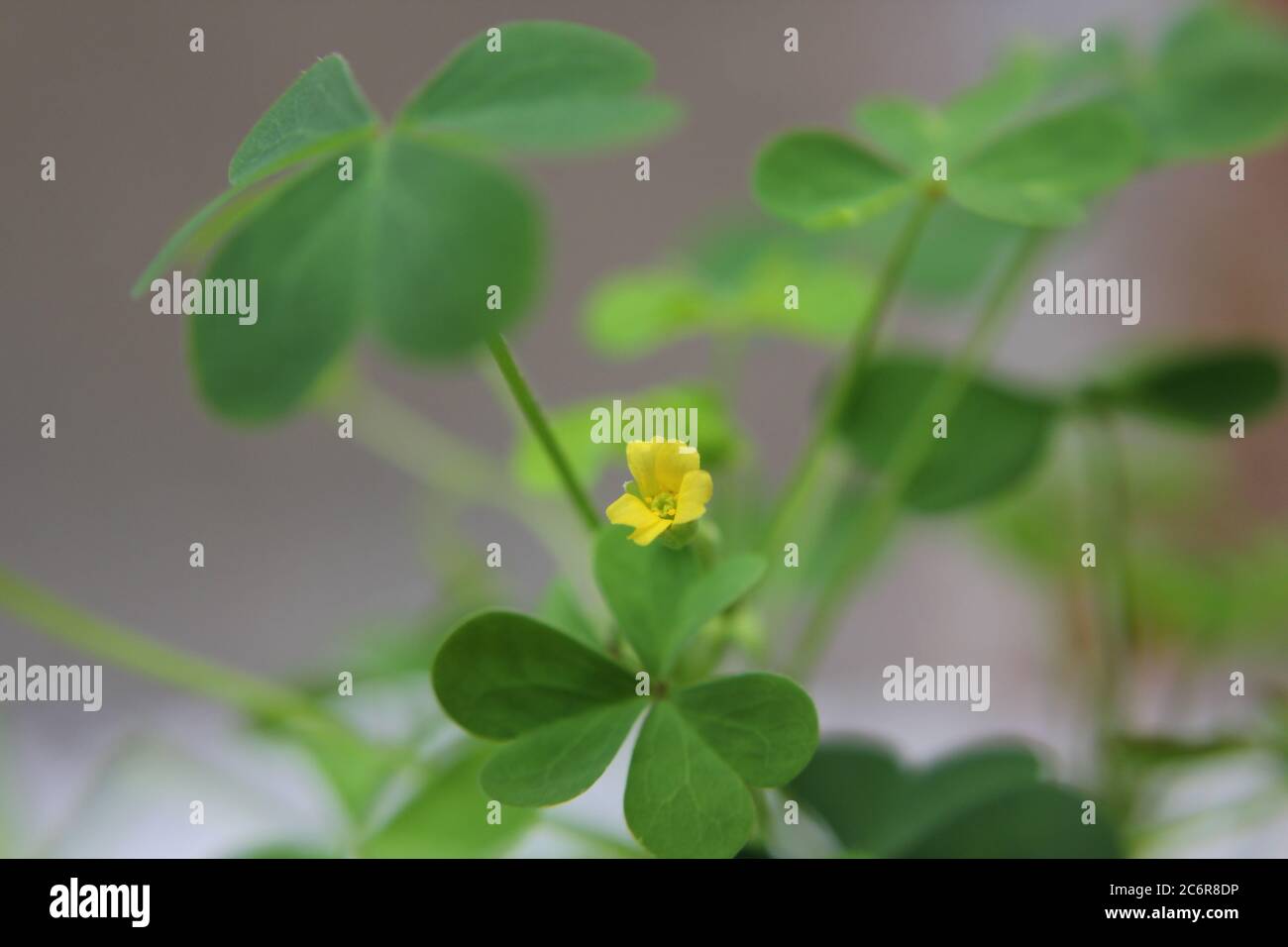 Very common little yellow clover flower in the backyard, Ladino Clover ...