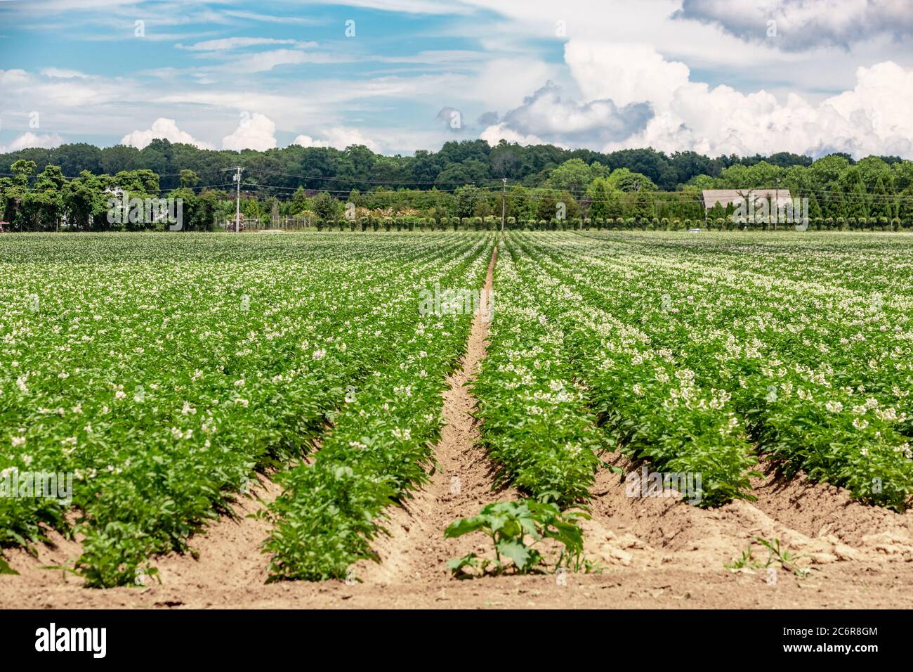 Crops growing in fertile soil hi-res stock photography and images - Alamy