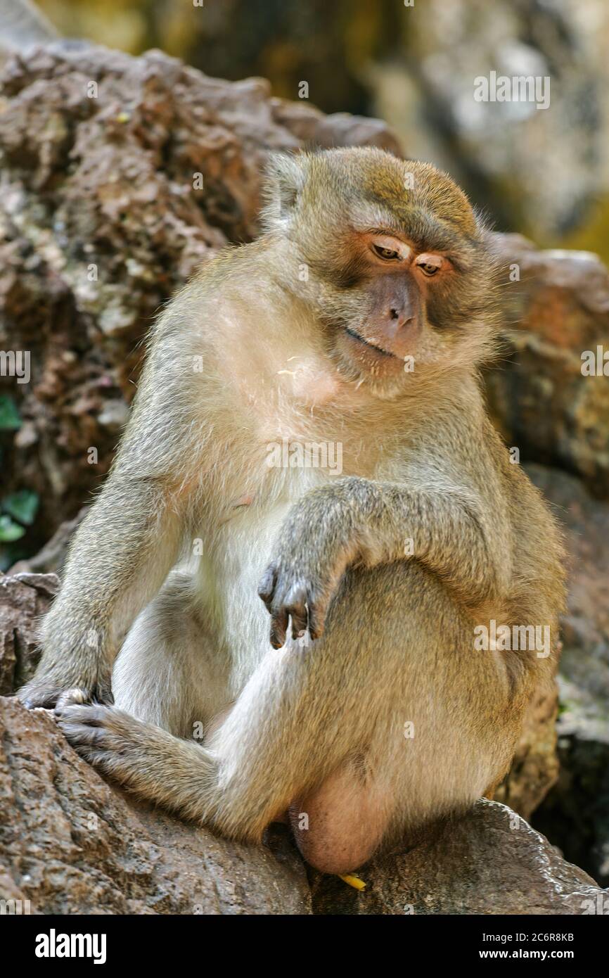 Monkey at the Temple Phang Nga - The Suwan Kuha Temple or Wat Tam (cave ...