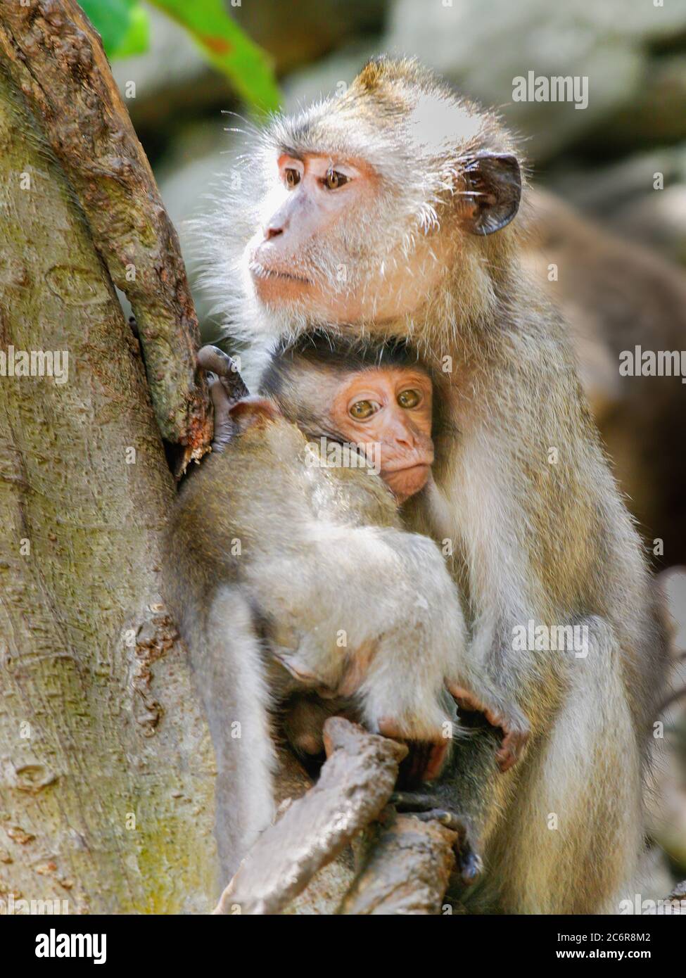 Monkey at the Temple Phang Nga - The Suwan Kuha Temple or Wat Tam (cave ...