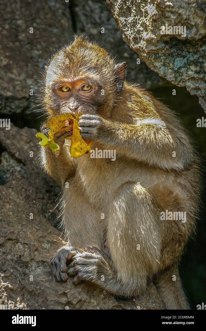 Monkey at the Temple Phang Nga - The Suwan Kuha Temple or Wat Tam (cave ...