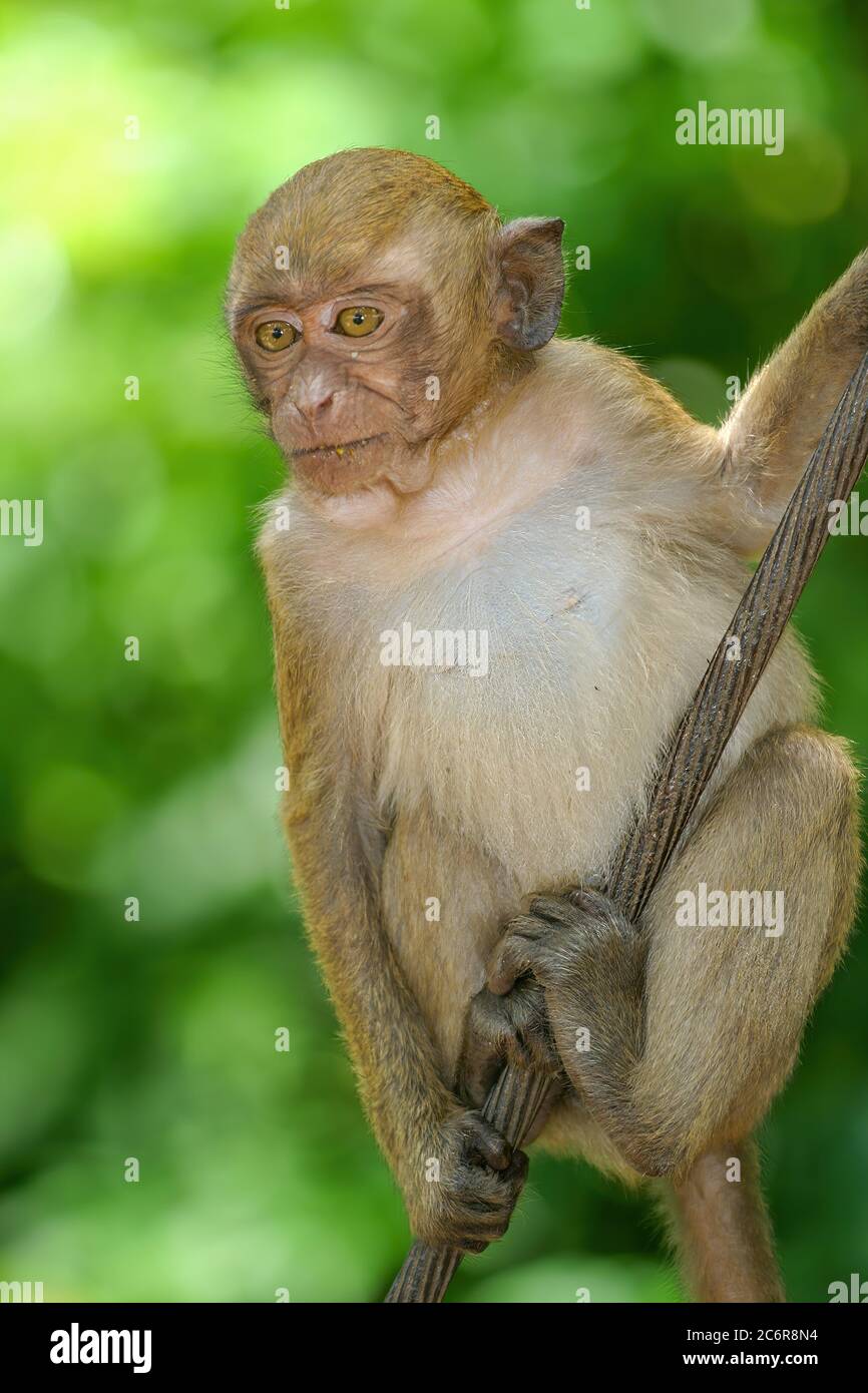 Monkey at the Temple Phang Nga - The Suwan Kuha Temple or Wat Tam (cave ...