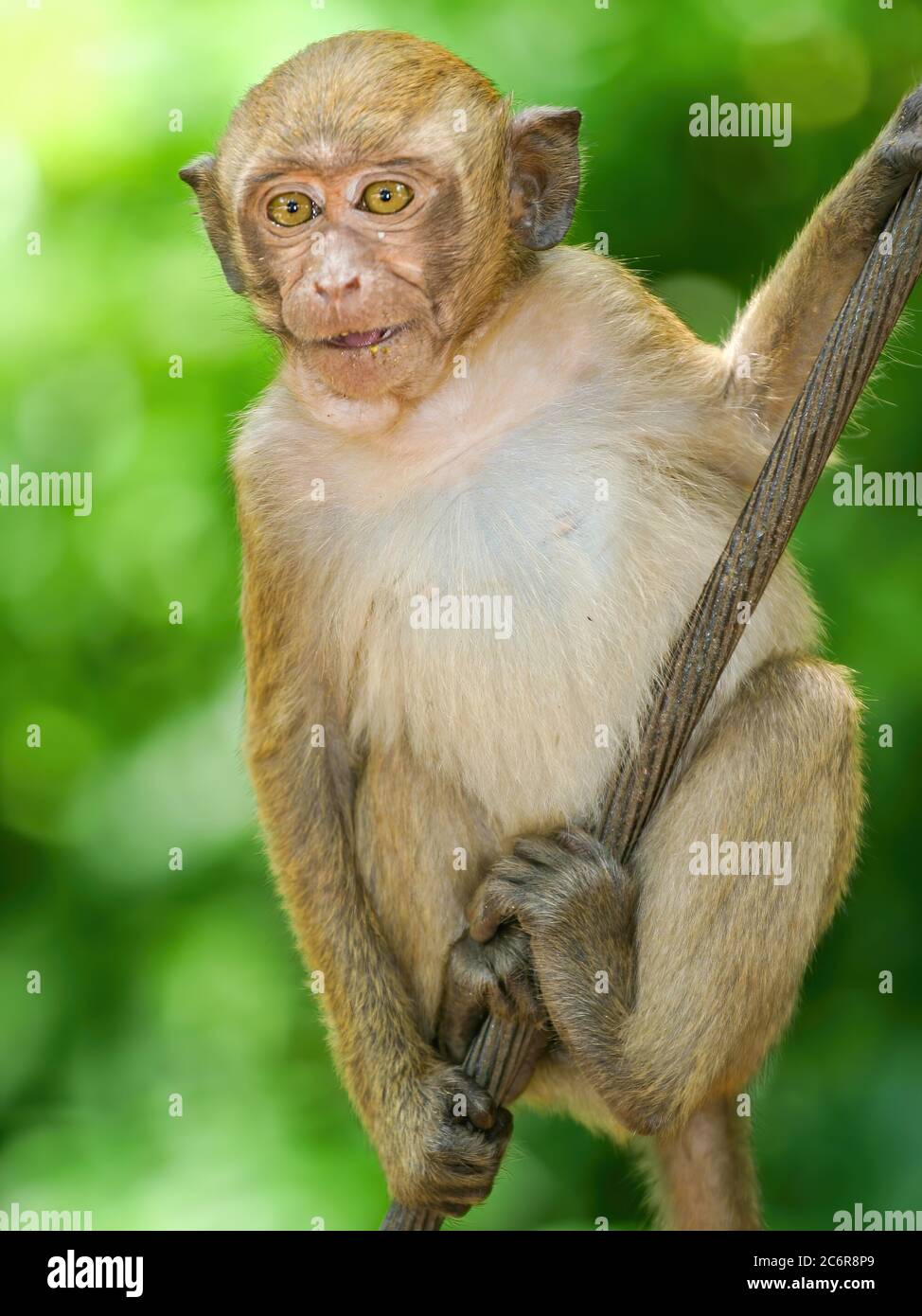 Monkey at the Temple Phang Nga - The Suwan Kuha Temple or Wat Tam (cave ...