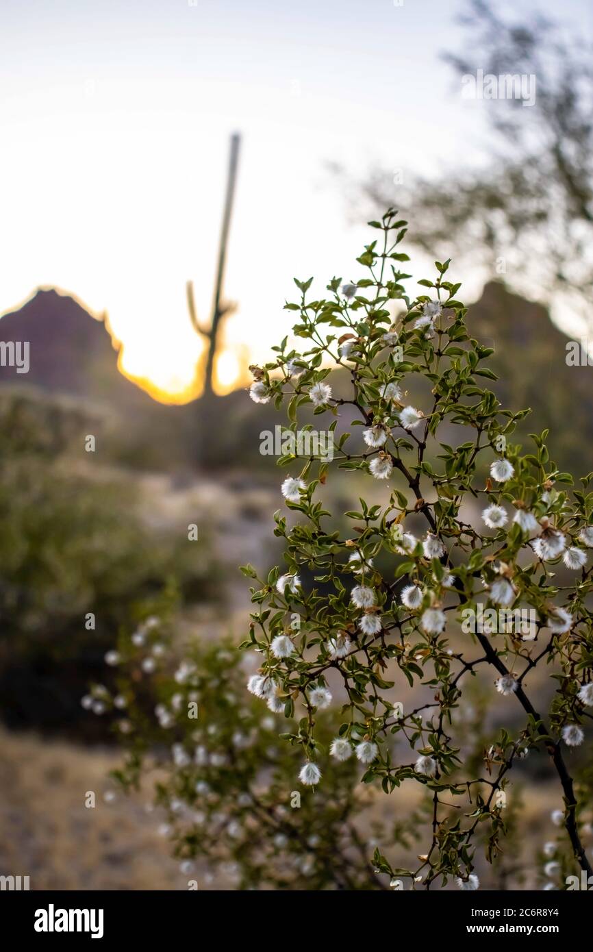 Creosote bush in bloom with a beautiful Saguaro Cactus in the ...