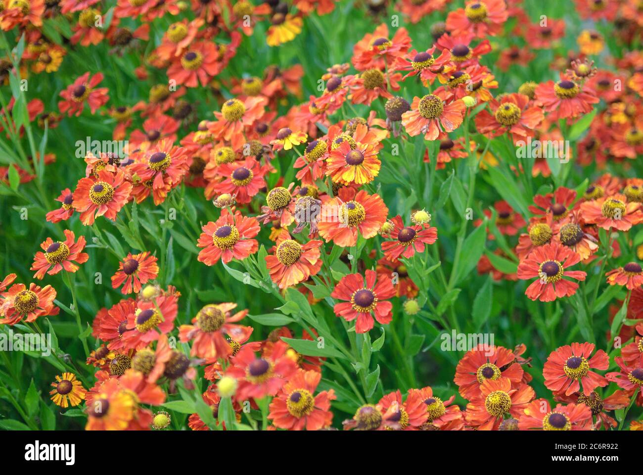 Helenium ruby dome hi-res stock photography and images - Alamy