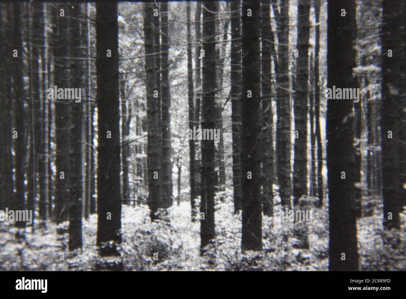 Fine 70s vintage black and white lifestyle photography of a dense ...