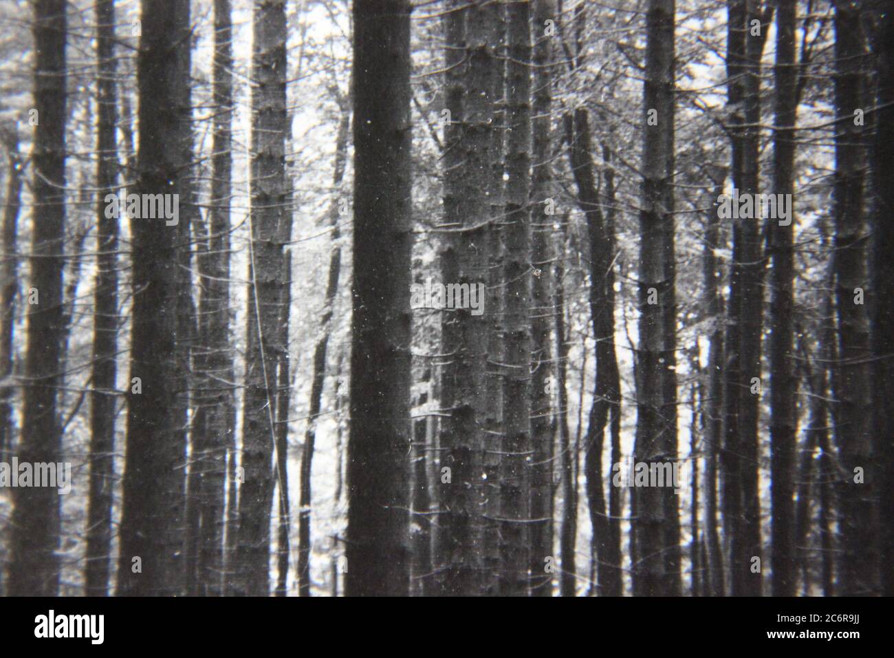 Fine 70s vintage black and white lifestyle photography of a dense ...