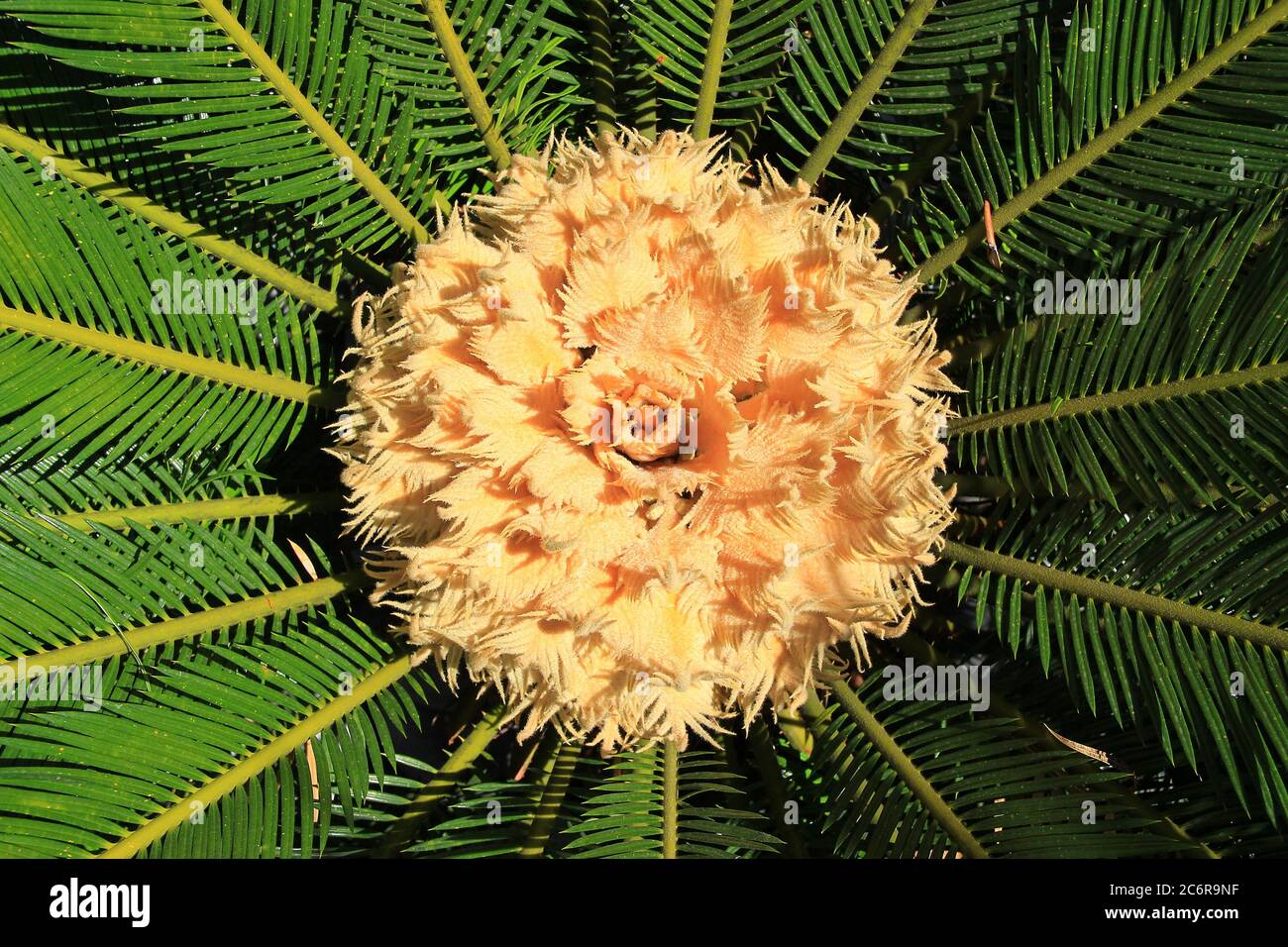 Cycas palm tree flower blossom. Top view Stock Photo - Alamy