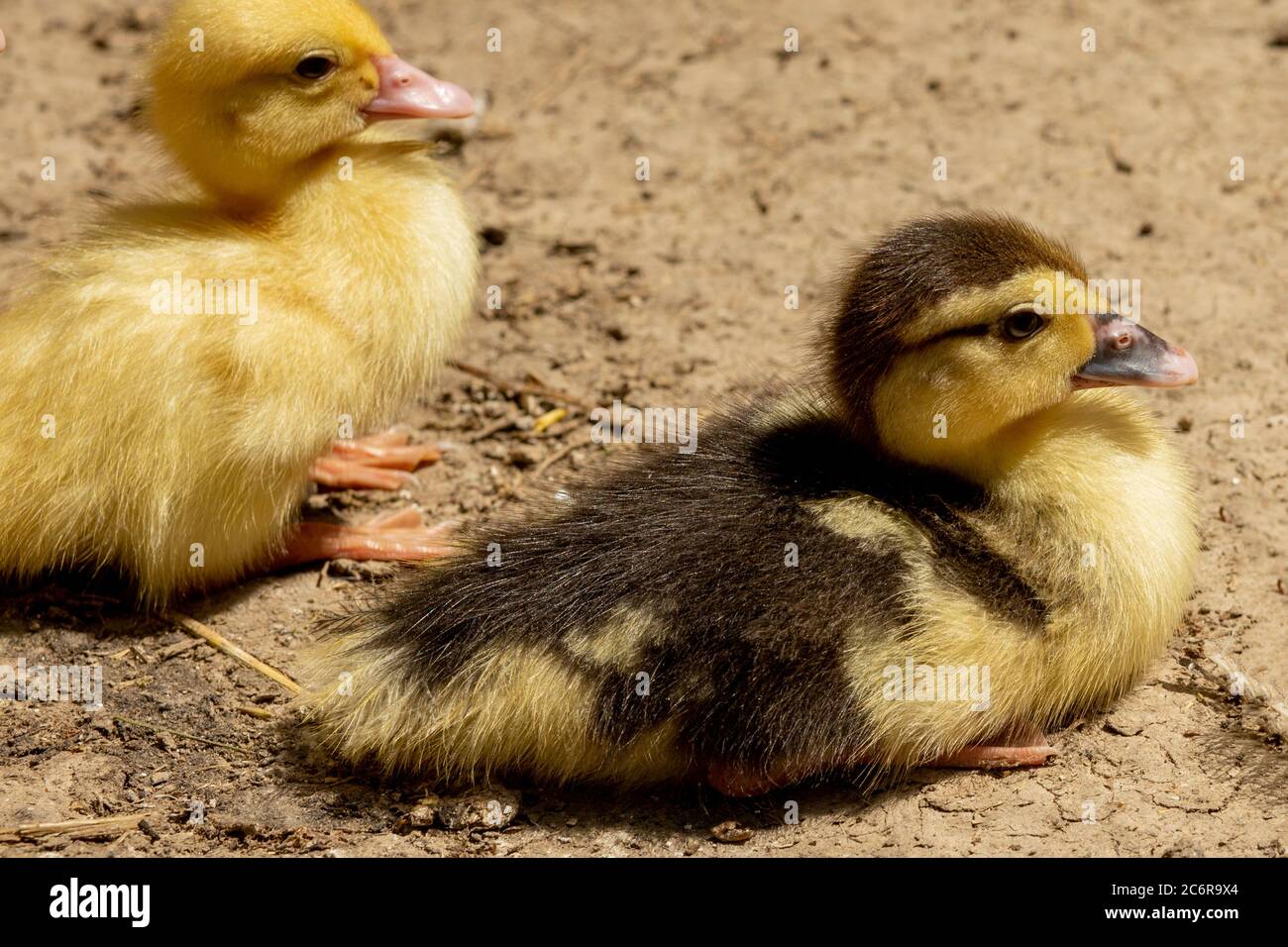 Mother duck with her ducklings. There are many ducklings following the ...
