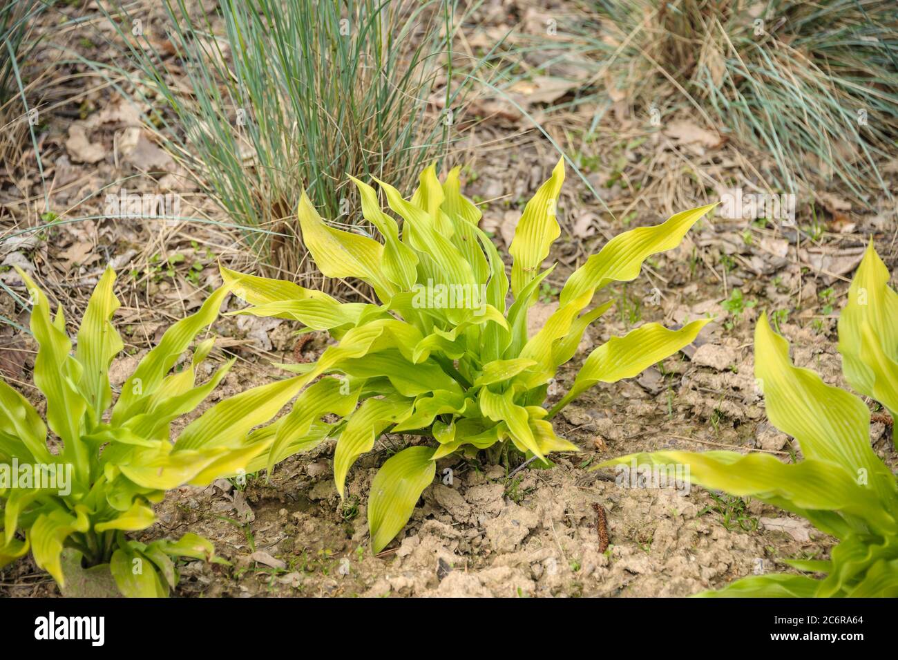 Funkie Hosta Sun Power, Hosta Hosta Sun Power Stock Photo - Alamy