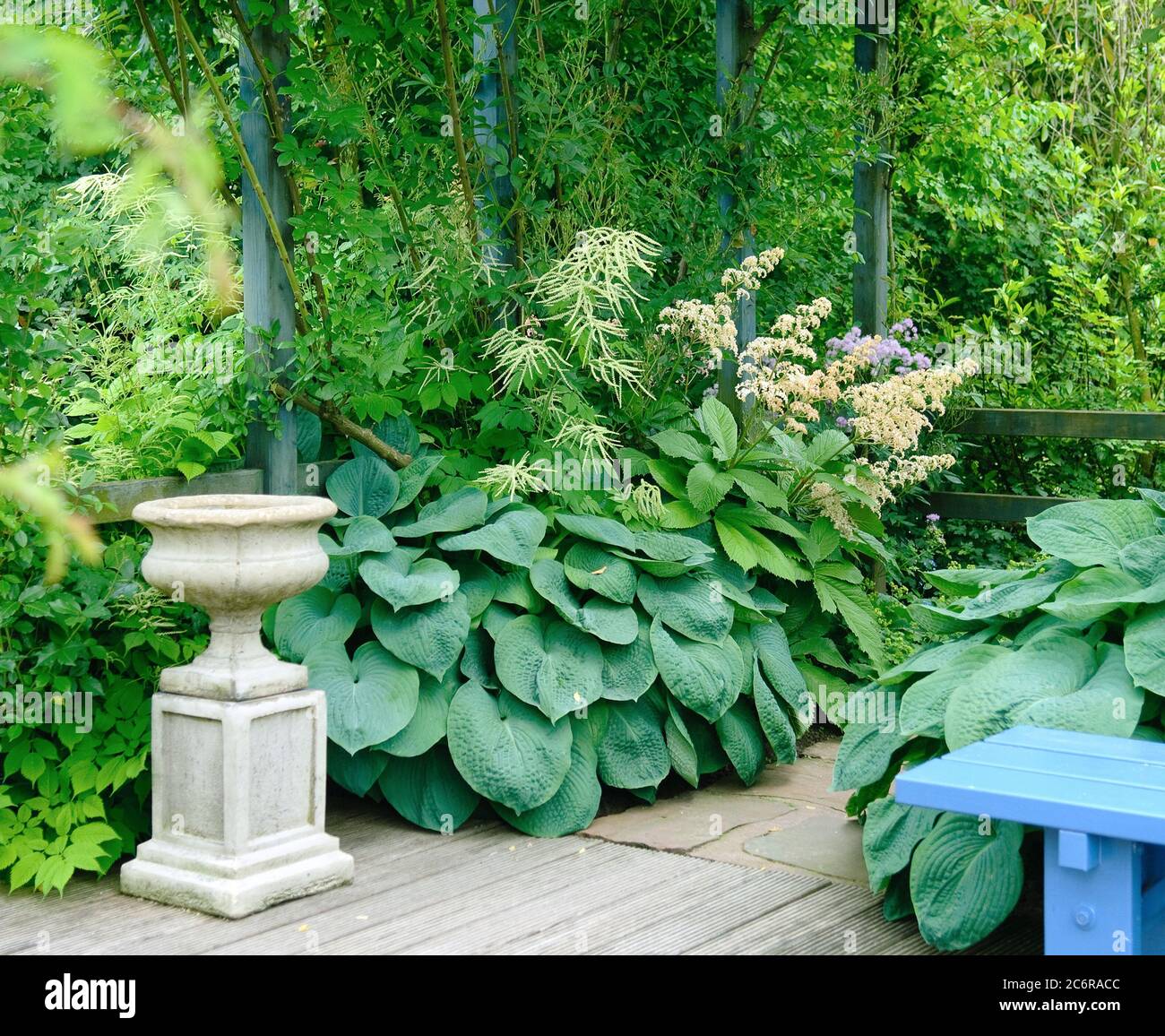 Funkie Hosta sieboldiana Elegans, Hosta Hosta Elegans sieboldiana Stock ...