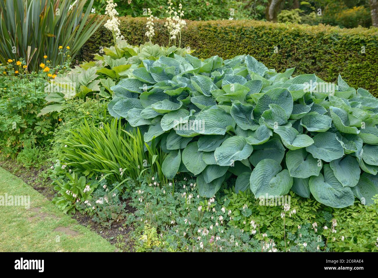 Blaublatt-Funkie Hosta sieboldiana Elegans, Blue Leaf Hosta Hosta ...