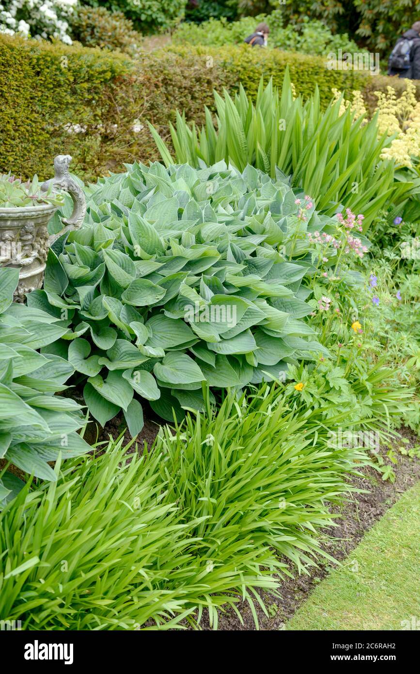 Funkie Hosta tokudama, Hosta Hosta Tokudama Stock Photo - Alamy