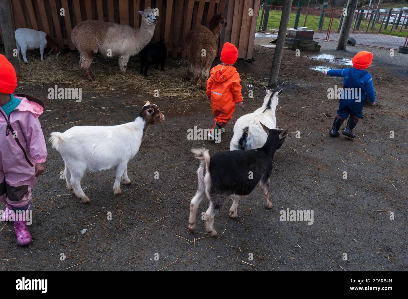Kids in an enclosure with friendly animals at a farm, Nova Scotia ...